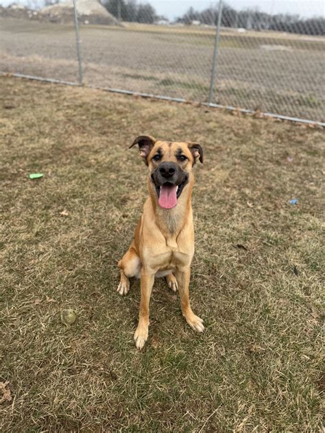 Adopt Goldie Locks Today Find Paw Pal