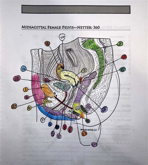 midsagittal female pelvis Diagram | Quizlet