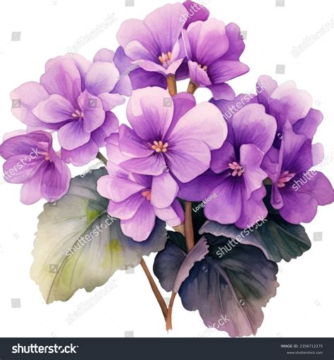 Purple Violet Flower Drawing