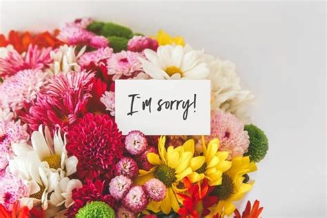 Best Apology Flowers And Their Meaning