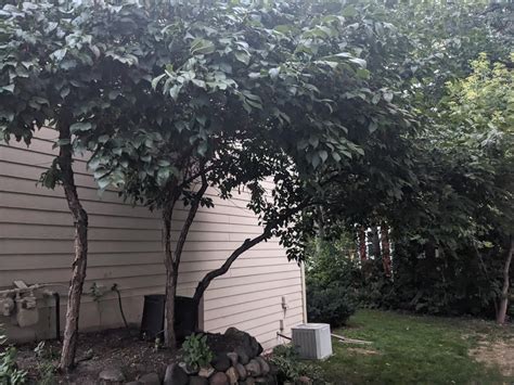 Plum Tree Identification R Treeidentification