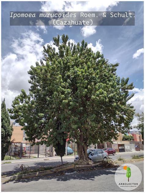 Cazahuate Arbolado Urbano Arbustos Palmeras