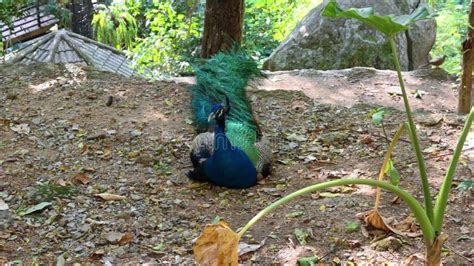 The Blue Peacock Bird With Big Beautiful Tail Resting On Green Grass Stock Footage Video Of