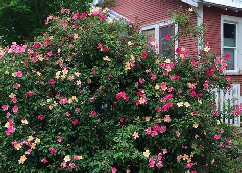 Rose Mutabilis The Butterfly Rose The Plant Store Nz