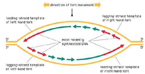 Ndsu Bio370 Ch 17 Flashcards Quizlet