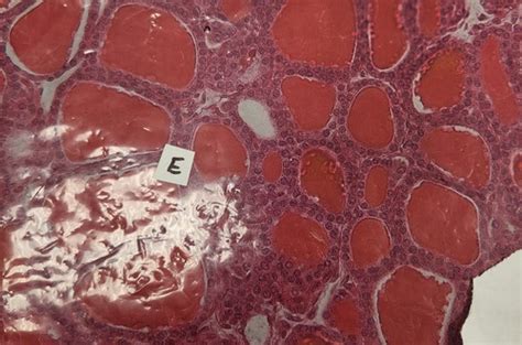 Bio Practical 1 Flashcards Quizlet