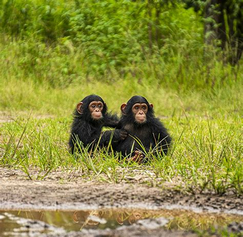 Chimpanzee Wildlife Conservation Volunteer In Zambia 2025