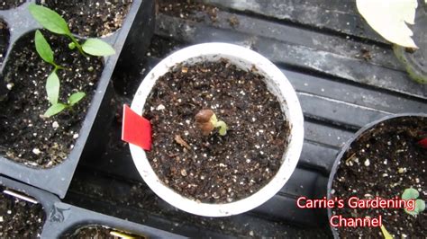 How Long For Roselle To Germinate At Ebony Heritage Blog