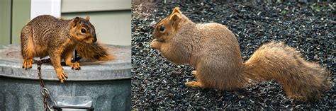 Eastern Gray Squirrel The Michigan Nature Guys Blog