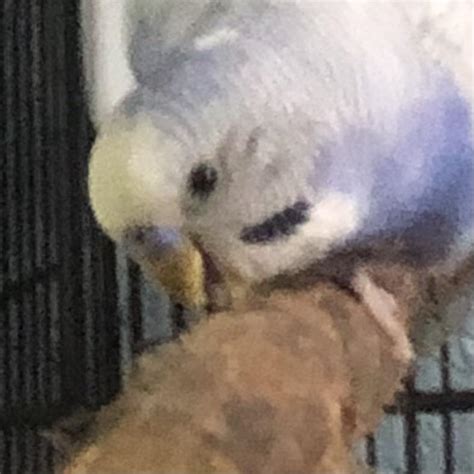 This Is The Face Of A Perch Killer Bella Rbudgies