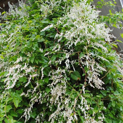 Silver Lace Vine Polygonum Aubertii 20 Seeds