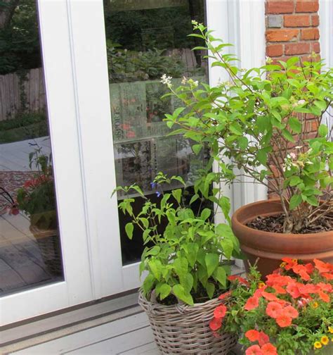 Are Birds Attacking Your Windows Door Store And Windows