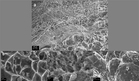 1 Sem Micrograph Of A Fracture Surface From A Charpy Impact Test At