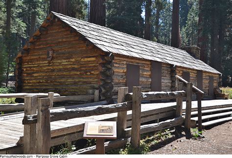 Mariposa Grove Famous Redwoods