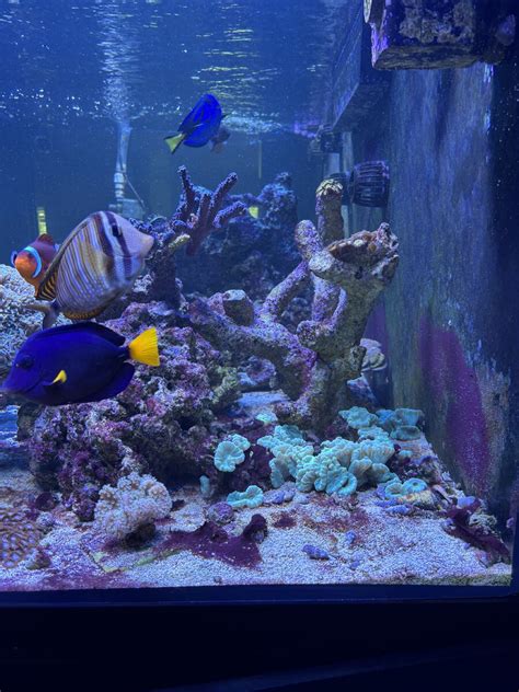 Monster Build 450 Hurricane Harvey Redemption Build Page 10 Reef2reef