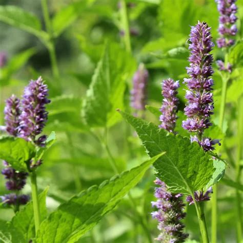 Patchouli Essential Oil Farm Fresh Oils