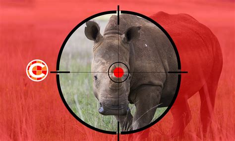 Rhino Poaching In Knp Decreases Letaba Herald