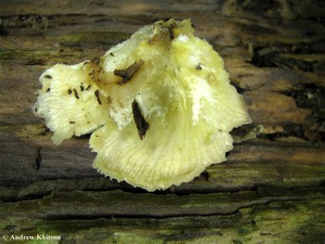 Nectriopsis Tremellicola