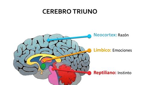 El Cerebro Triuno Y La Inteligencia Emocional