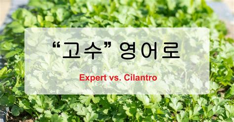 고수 영어로 실력자와 향신료를 구분해서 말해보세요 잉글리시샘