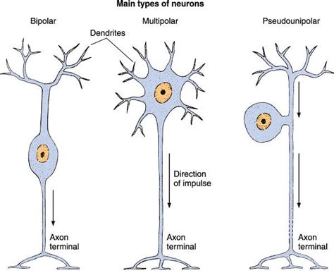 types of neurons | Observe pseudounipolar neuron with a sing… | Flickr