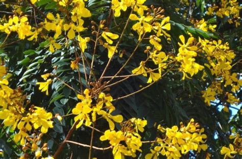 Braúna Preta Melanoxylon Brauna Brasil Holístico Brah