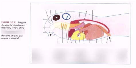 Embryology Lab Figure 10 41 Diagram Quizlet