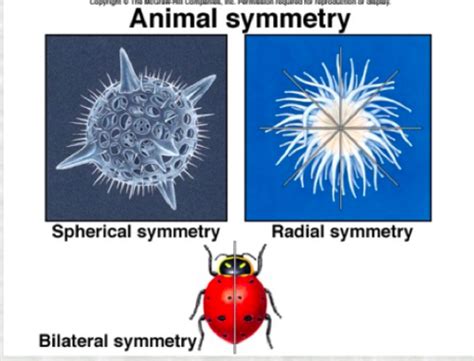 Biol 230 Moorphology Flashcards Quizlet