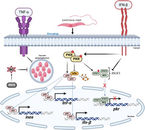 The Dsrna Dependent Kinase Pkr Inhibits The Growth Of Leishmania