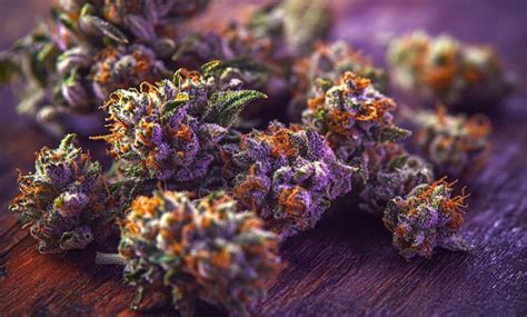 Runtz Strain A Detailed Overview Atlrx