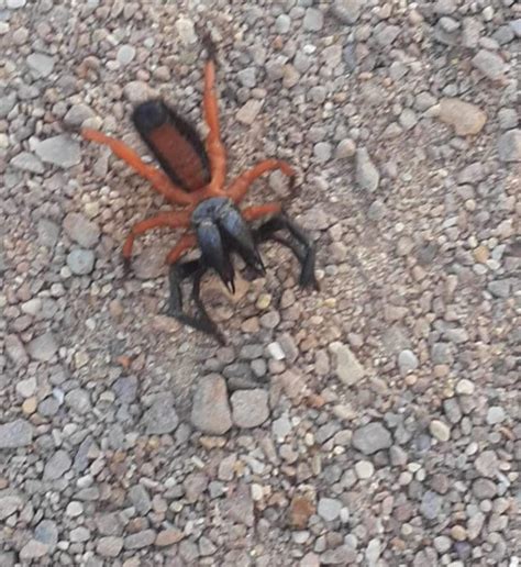 Is That Even A Spider R Spiders