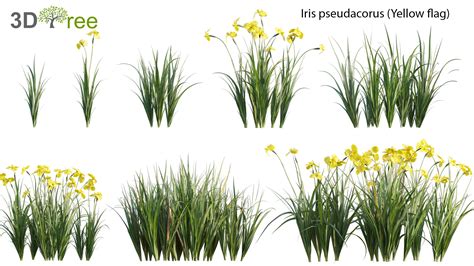 Iris Pseudacorus Yellow Flag 3d Model 3dtree