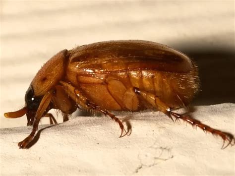 Junebug Bug