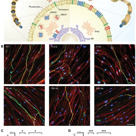 Schematic Diagram Of The Treatment Approach And The Results Of In Vitro Download Scientific