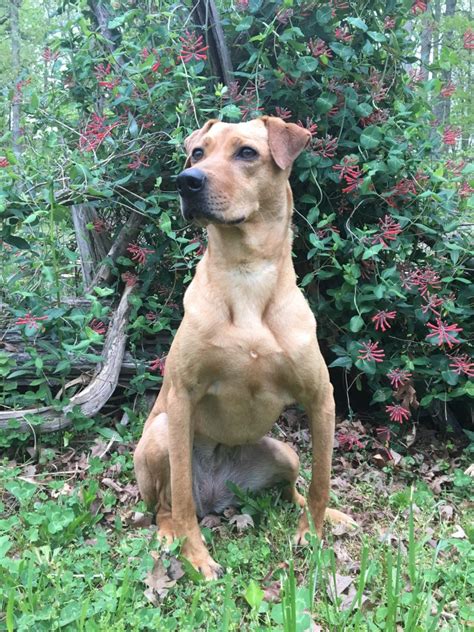 Remembering Daisy Girl Veterinary Cancer Society