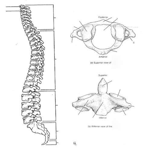 Vertebral Column And Atlas And Axis Diagram Quizlet