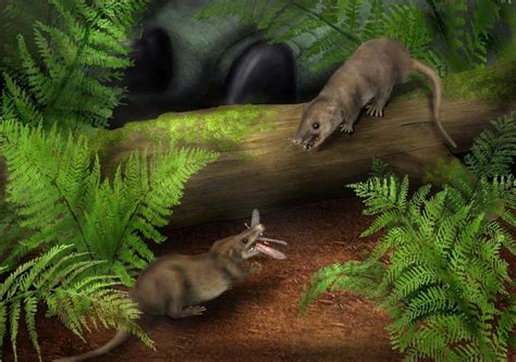 Small And Simple Critical To The Evolutionary Success Of Mammals