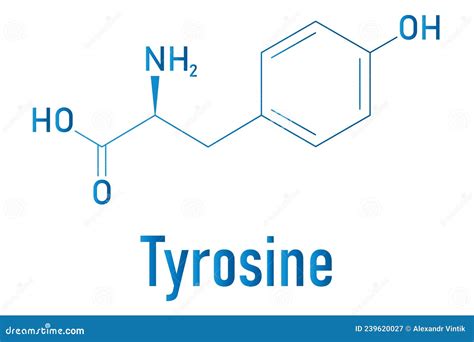 Tyrosine Or L Tyrosine Tyr Y Amino Acid Molecule Skeletal Formula
