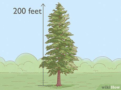 Cedar Tree Species Identification 4 Ways To Identify Cedar Trees
