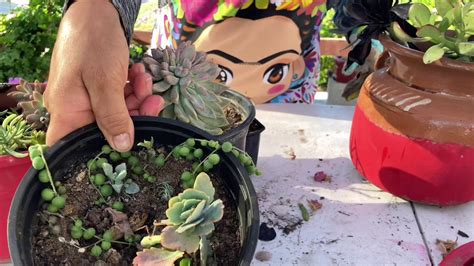 Como Plantar Cactus Youtube