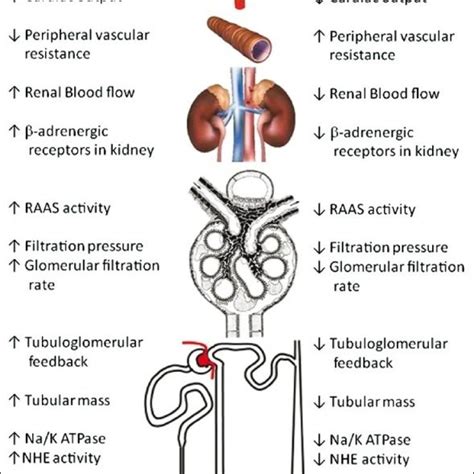 Clinical Effects Of Hypothyroidism And Hyperthyroidism On Renal