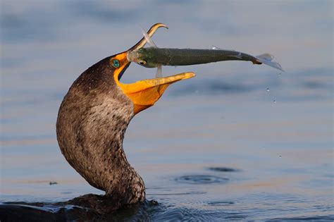 Le Surprenant Rituel Des Oiseaux Pêcheurs Lense