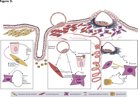Decidual Cell Reaction Semantic Scholar