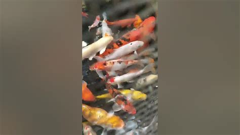 Amazing Coi Fishasmrsounds Adventure Viral Shorts Youtube