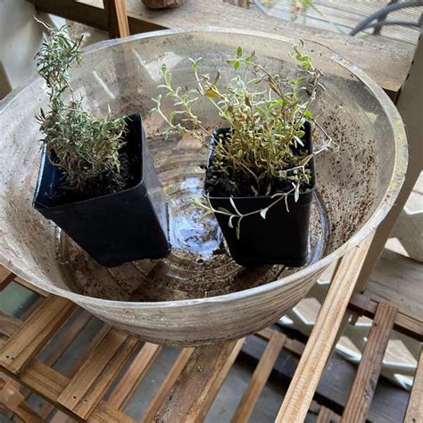 Cherry Sparkler Fountain Grass Plug Starter Plant Etsy