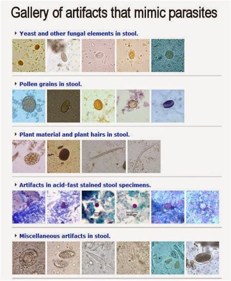 Parasites In Stool Microscope