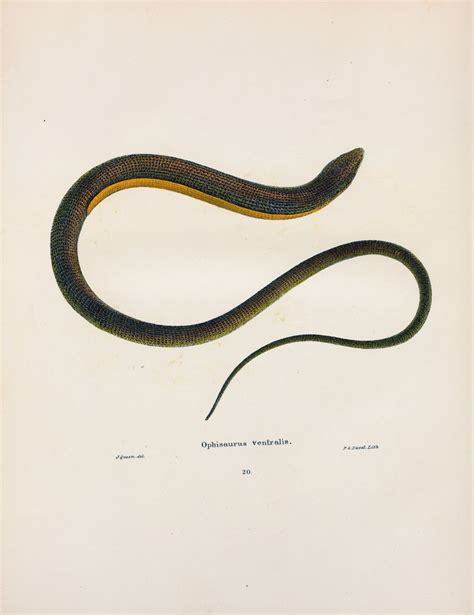 Ophisaurus Ventralis Artvee