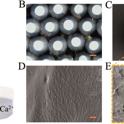 Design And Fabrication Of The Beb Microcapsule A Schematic