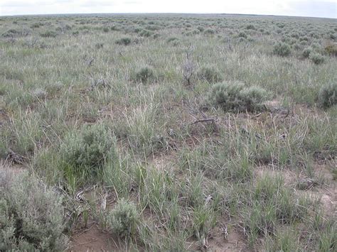 Thickspike Wheatgrass