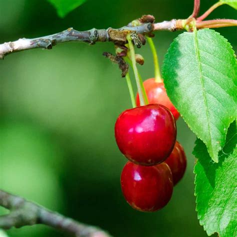 Royal Ann Cherry Tree For Sale 4 5 Bare Root Grafted Tree